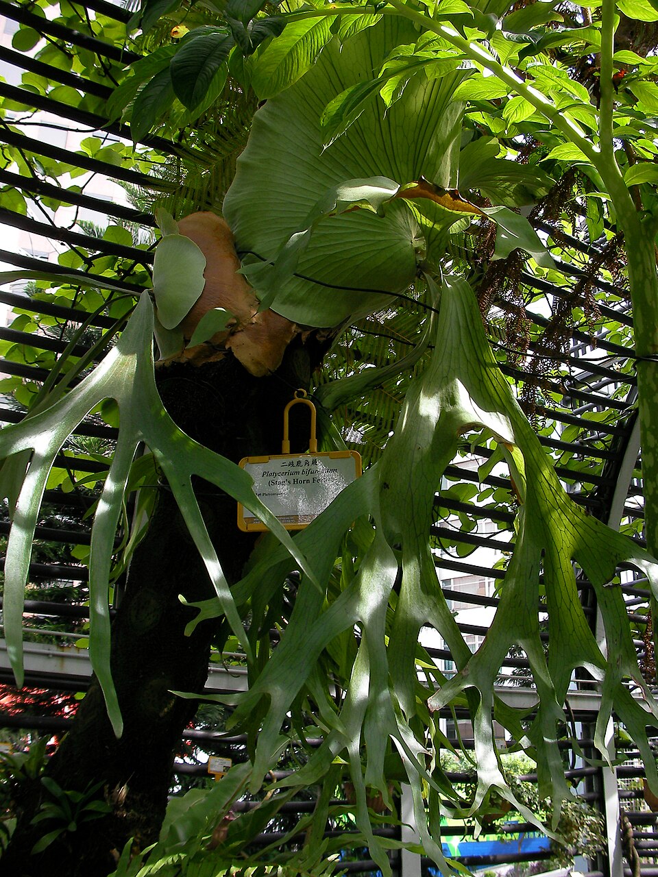 How to Separate Staghorn Fern Pups: A Spring Division Guide
