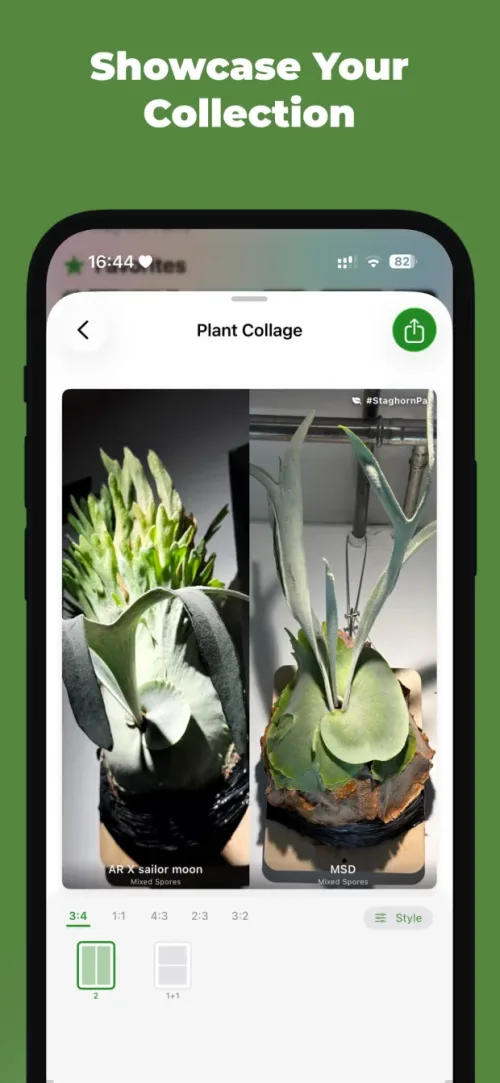 Staghorn Fern Light Requirements: How Much Light & Direct Sun They Need